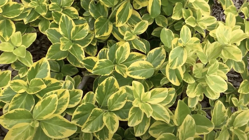 Evergreen Ground Cover — BABOCHON