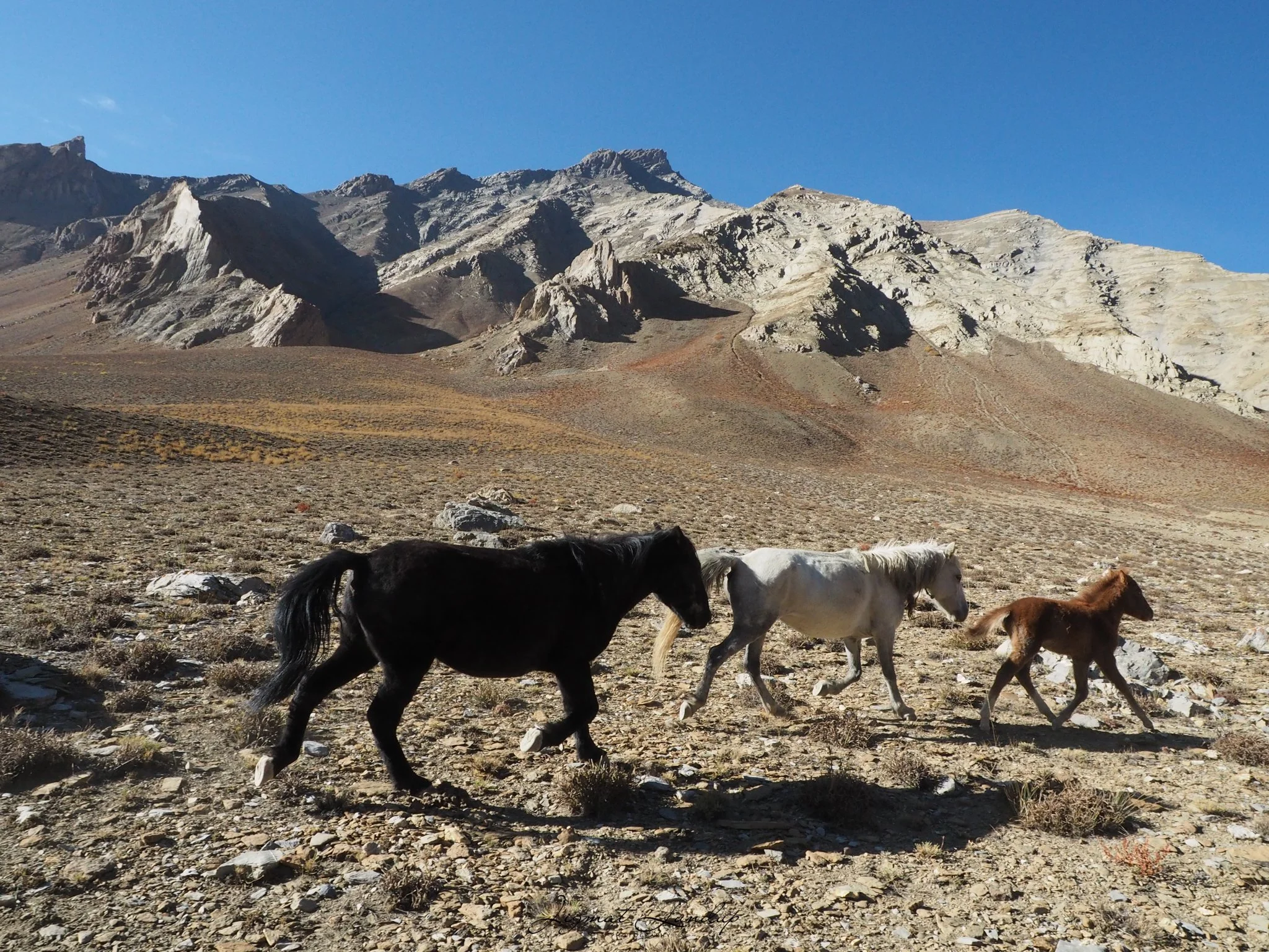 •Brown bear in Dipling — Himalaya Aperture Travel