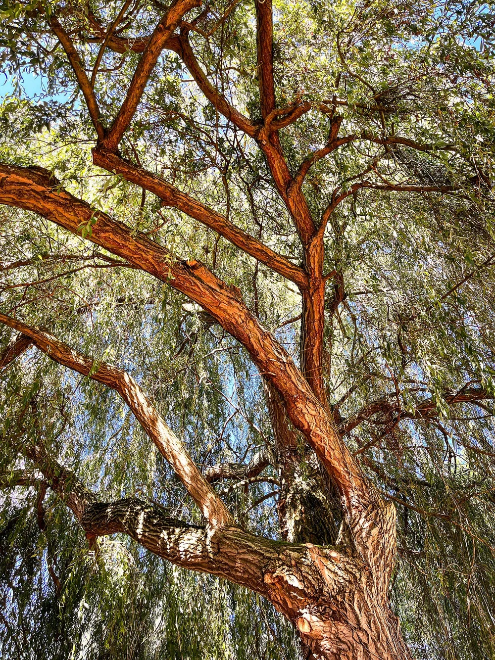 Ickleton Riverside barns