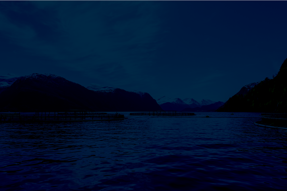 Salmon — Hofseth North America