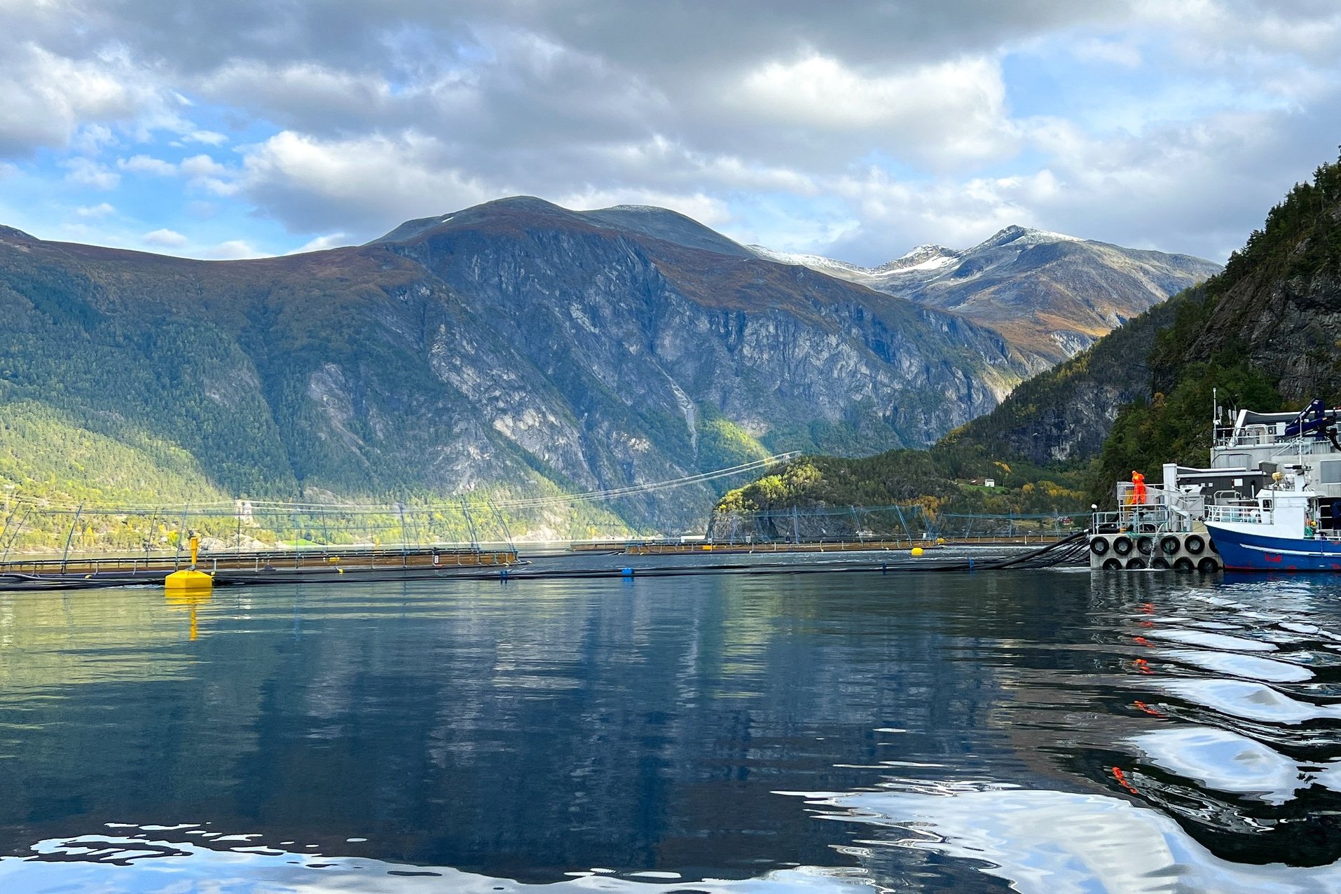 Steelhead — Hofseth North America