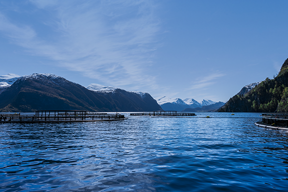 Salmon — Hofseth North America