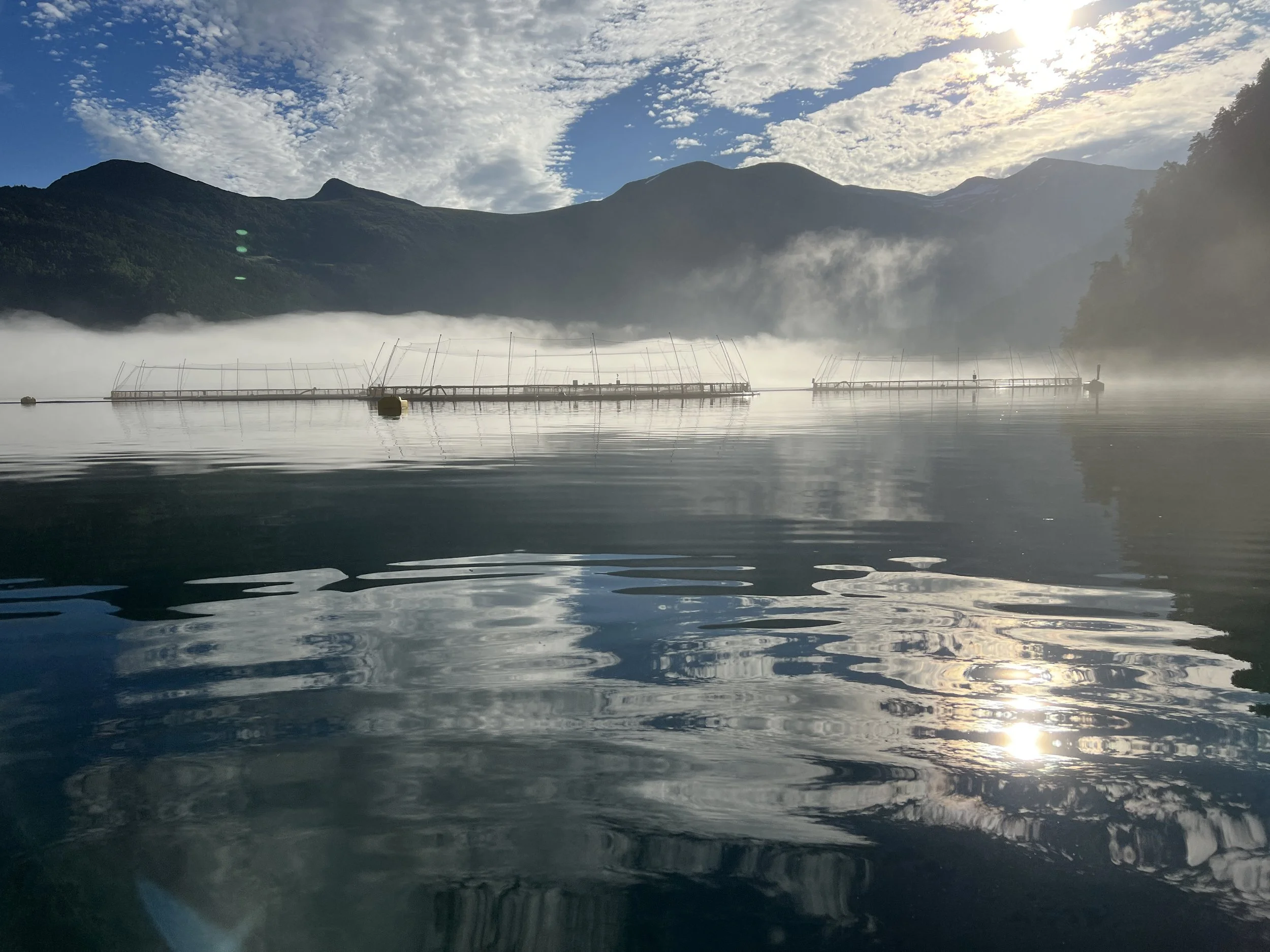 Cod — Hofseth North America