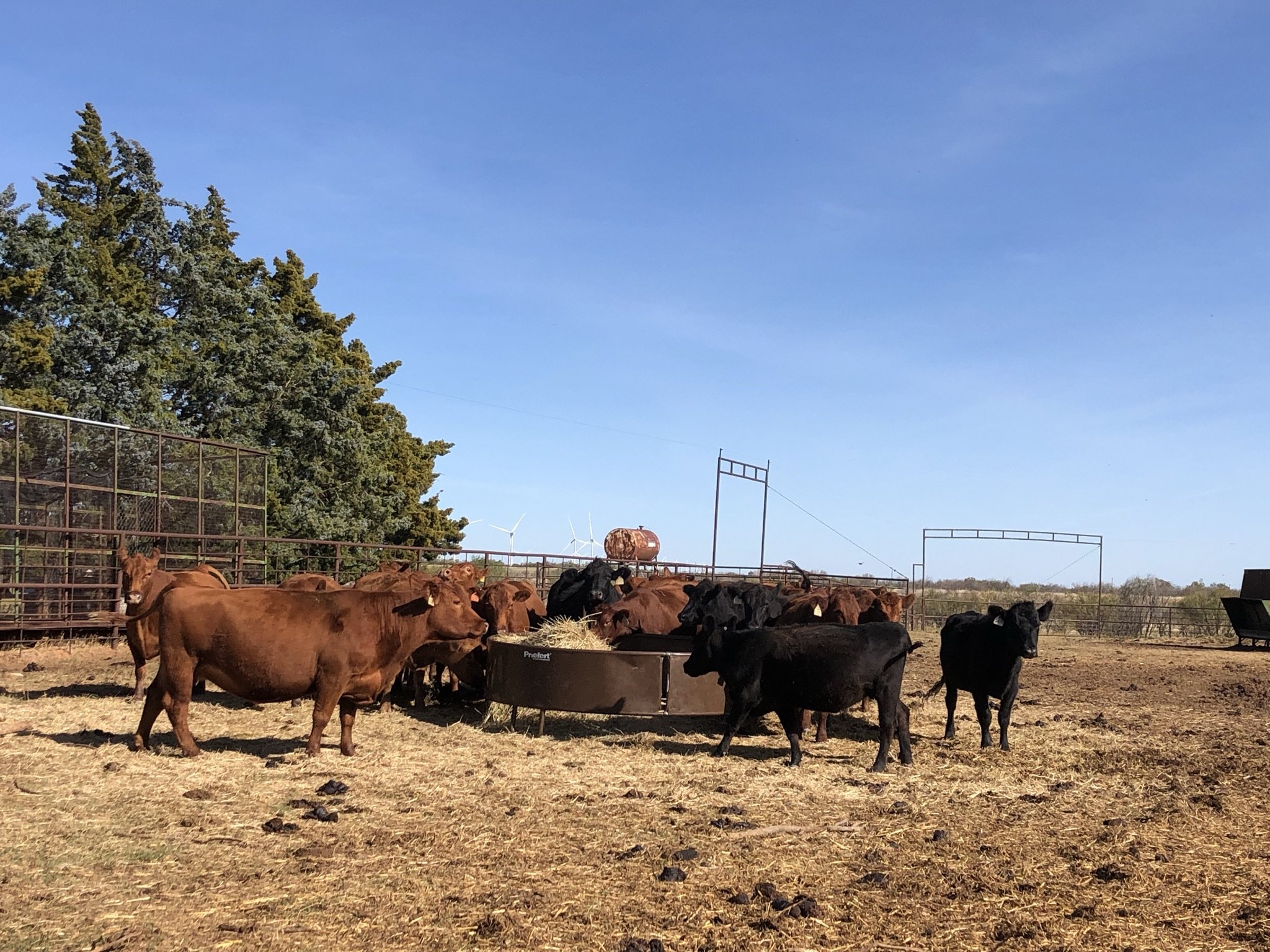 Henderson Beef | Naturally-Raised Local Beef | Seymour, TX