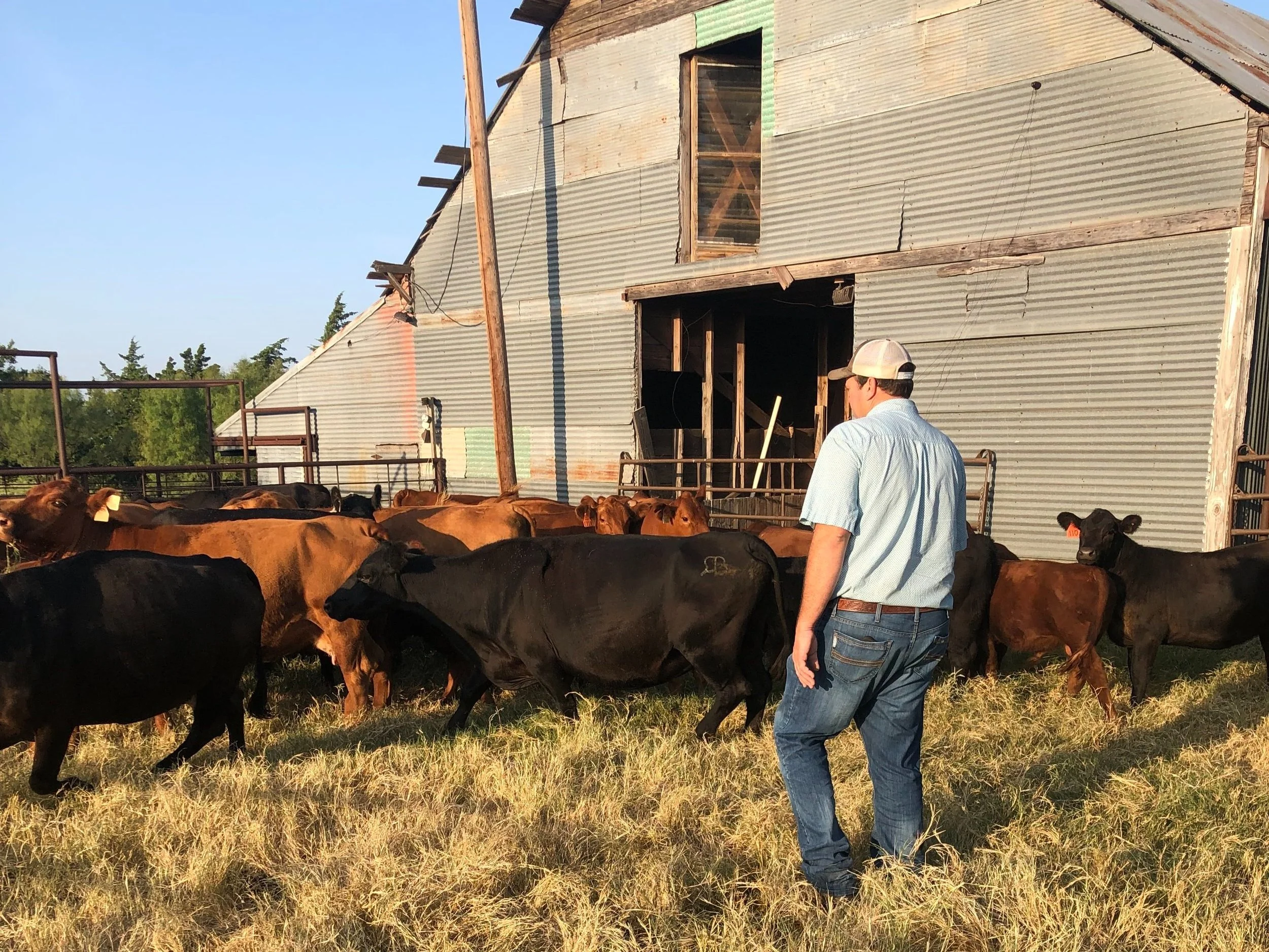 Henderson Beef | Naturally-Raised Local Beef | Seymour, TX