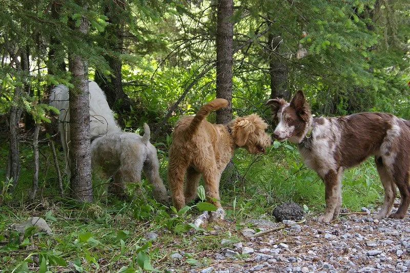 Puppy Training Calgary — Clever Canines | Dog Training & Dog Daycare in ...