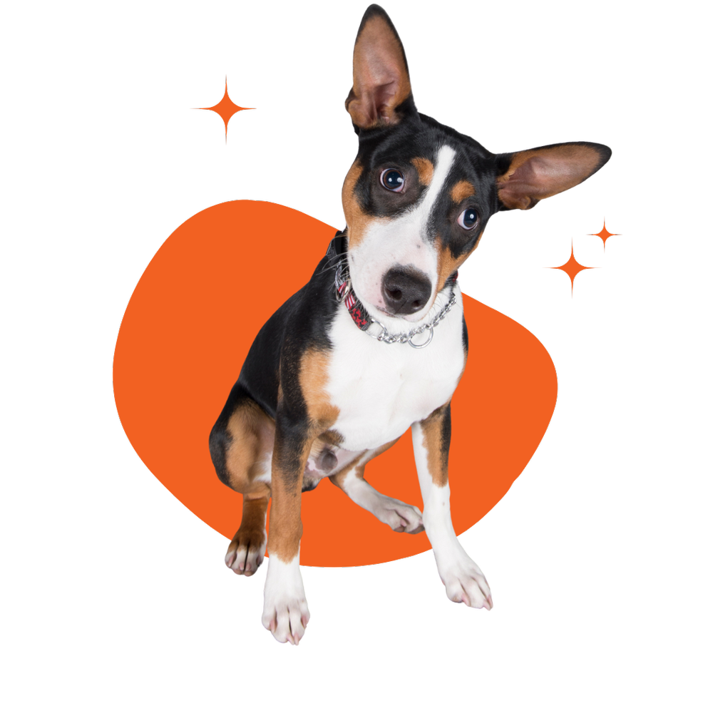 Clever Canines | Dog Training & Dog Daycare in Calgary