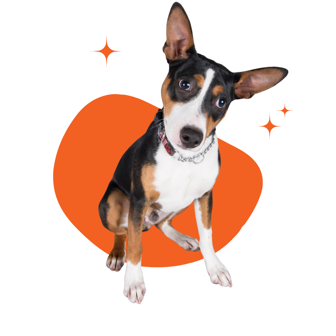 Clever Canines | Dog Training & Dog Daycare in Calgary