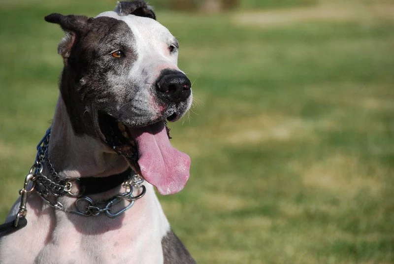 Dog Daycare Calgary — Clever Canines | Dog Training & Dog Daycare in ...