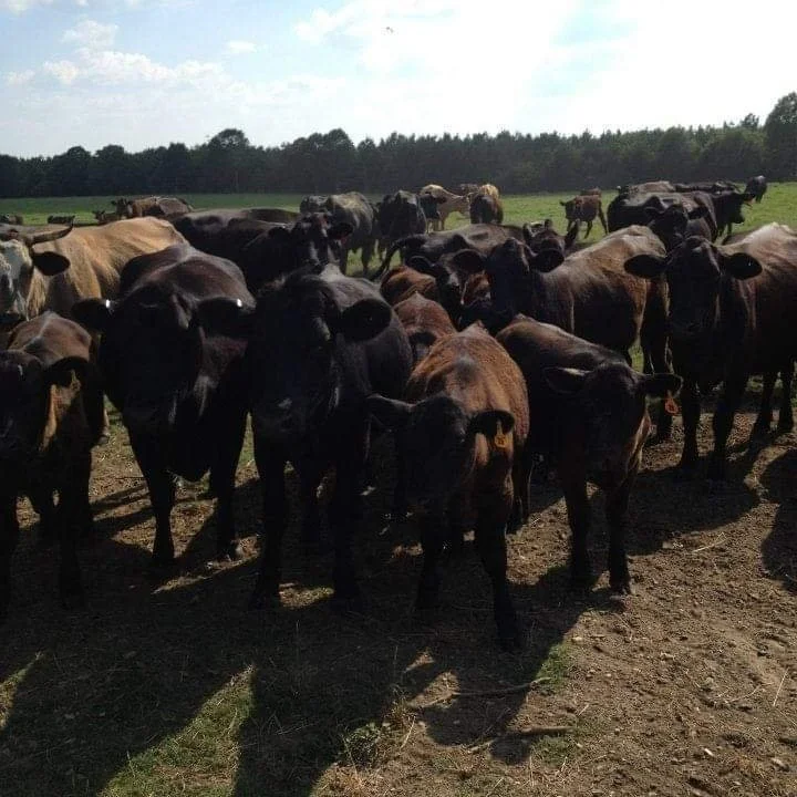 Little Creek Hay & Cattle Farm | Grass-fed & Pasture-Raised Black Angus ...