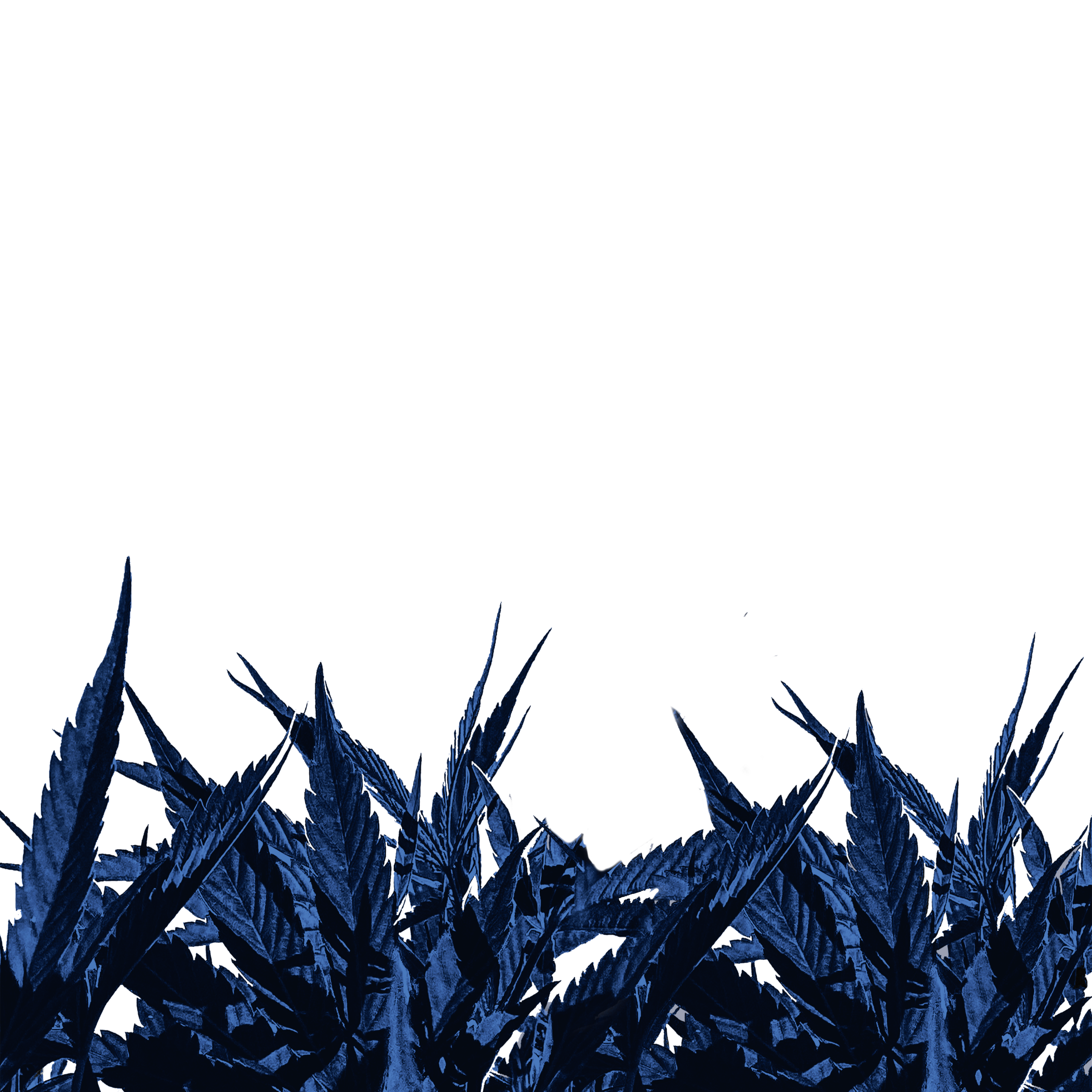 Blue Sage | Discover Quality Cannabis Today - Visit Blue Sage
