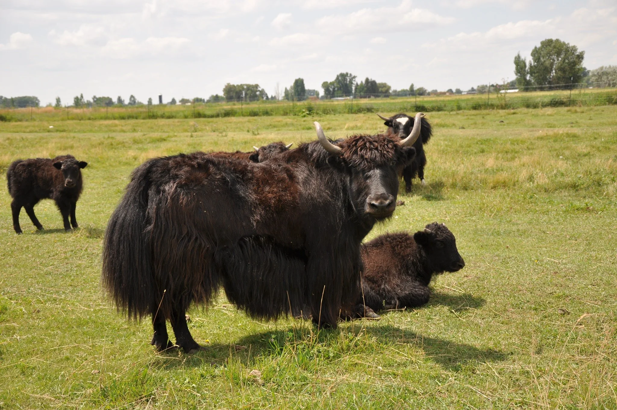 Sutton Yak Farm | Yak Meat | Rexburg, ID