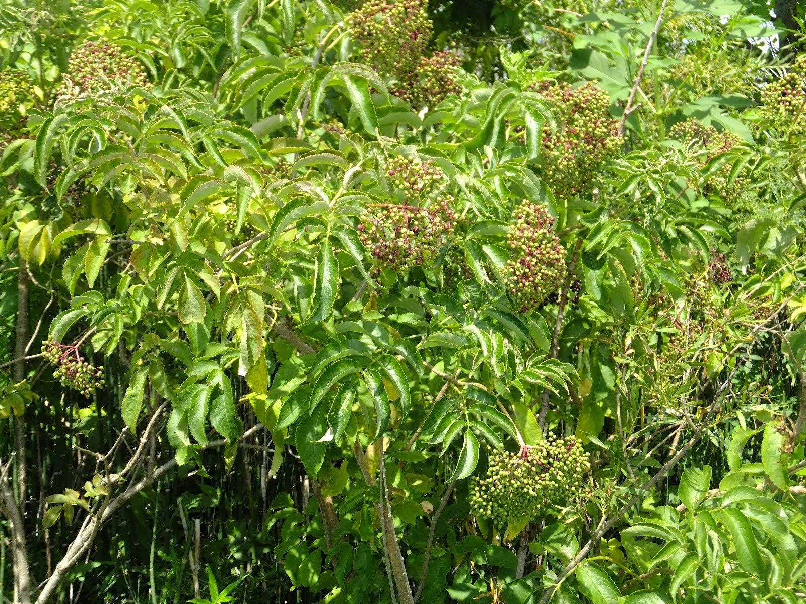 How to Can Elderberry Syrup — Our Simple Farm