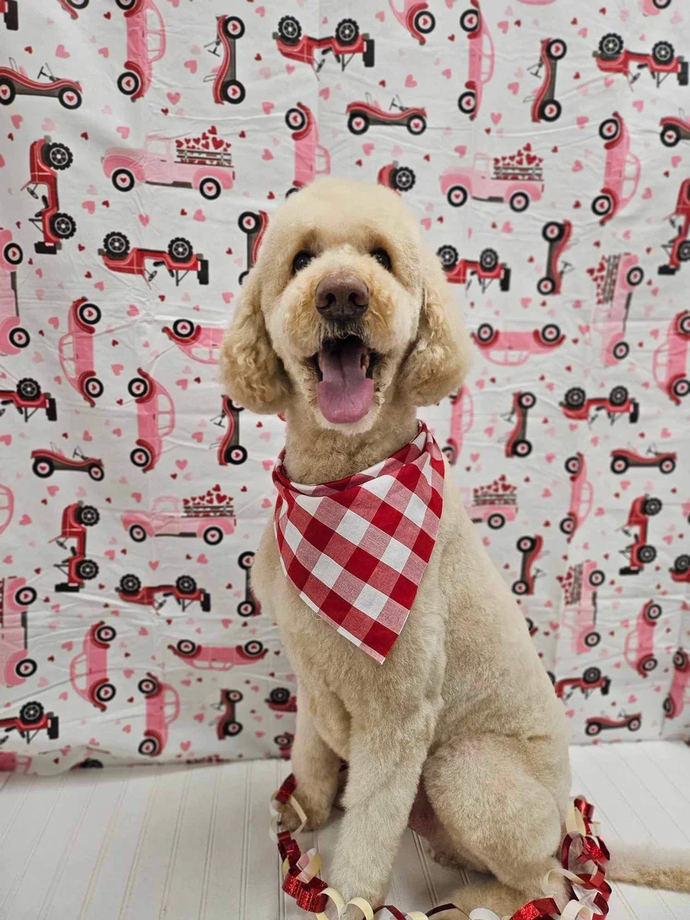 Classic & Classy Dog Spa - U-District and Ravenna, Seattle
