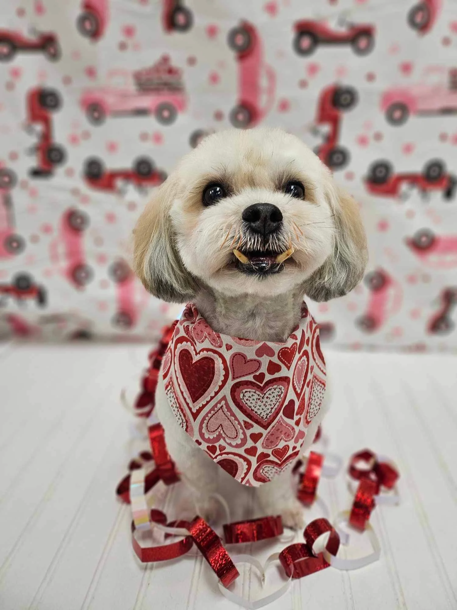 Classic & Classy Dog Spa - U-District and Ravenna, Seattle