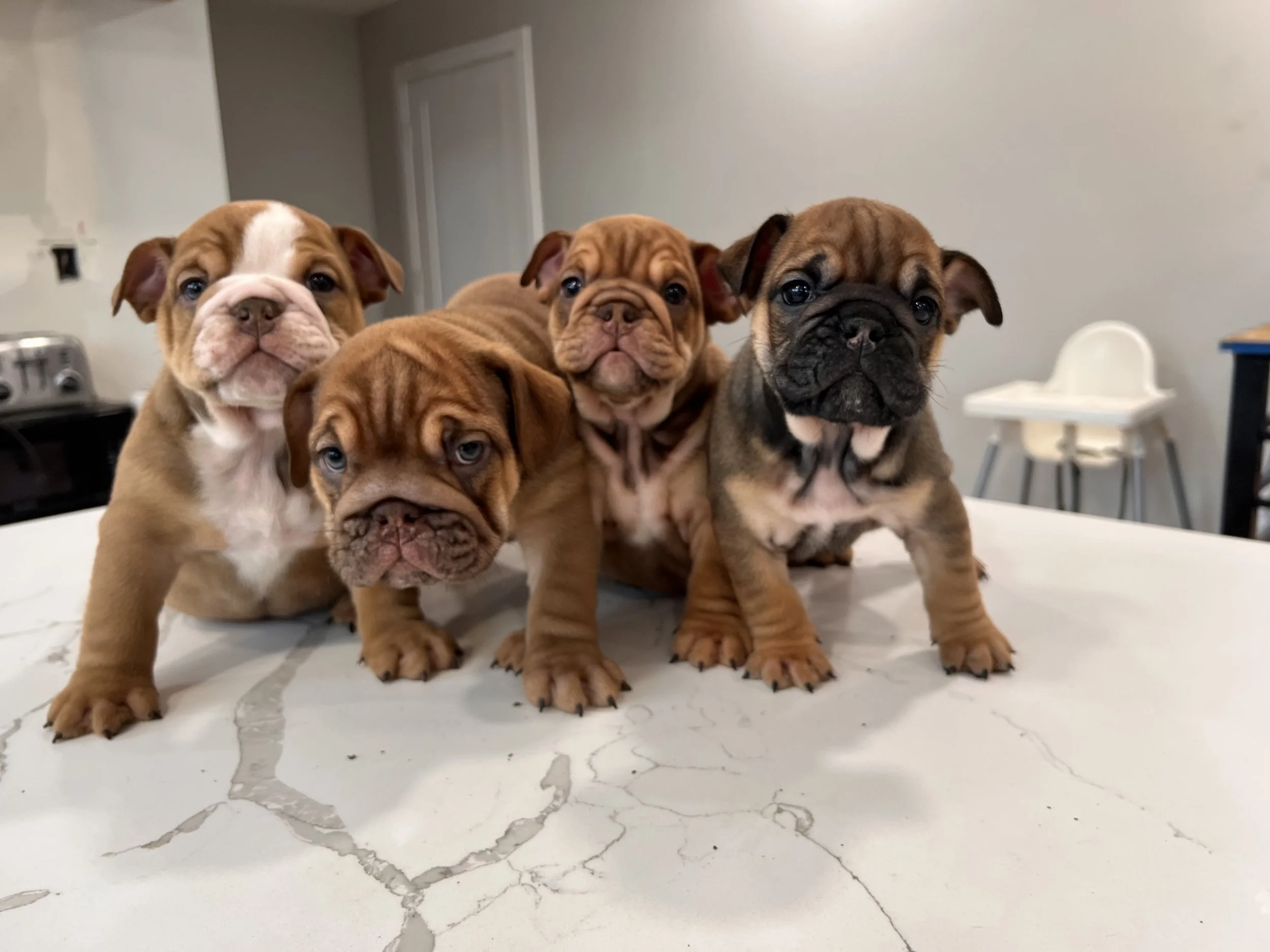 Main BetterBulldogsCo Website