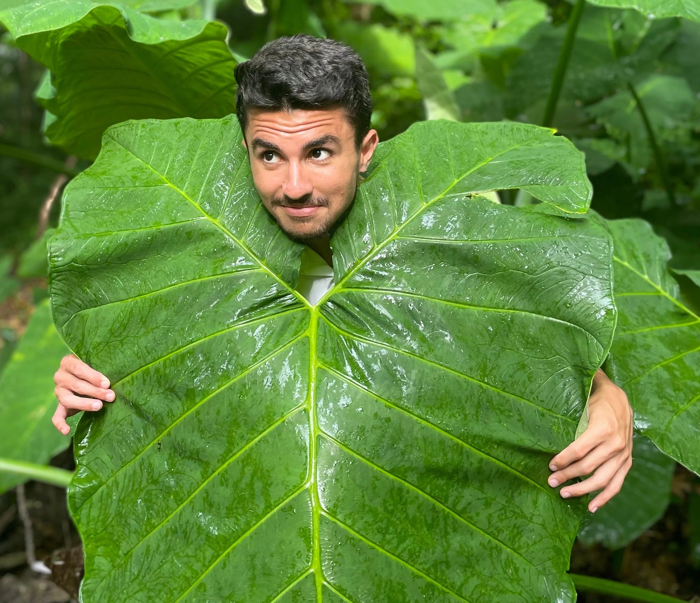 Board — Cornell Orchestras