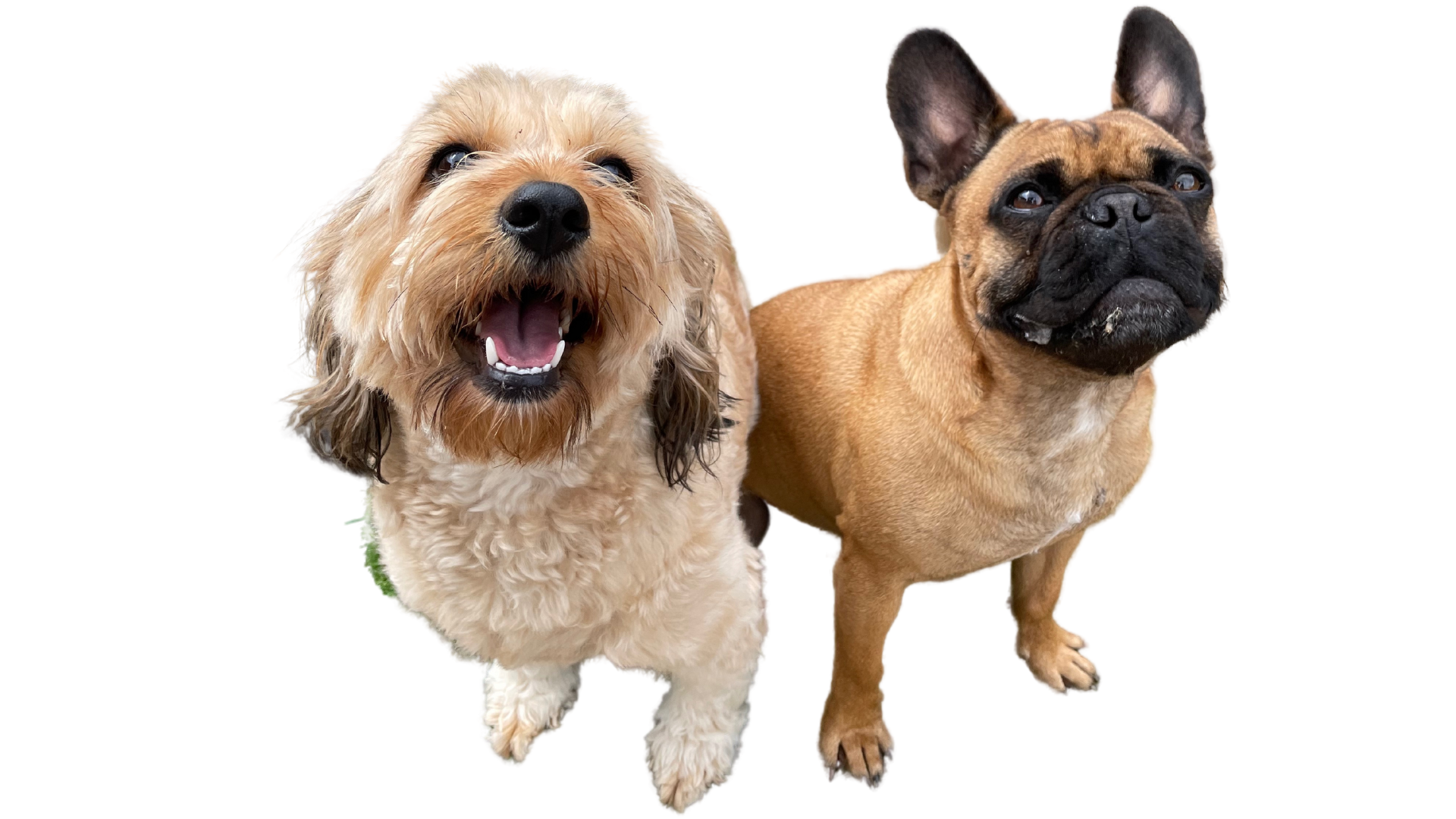 Daycare & Boarding — Paws Mahal