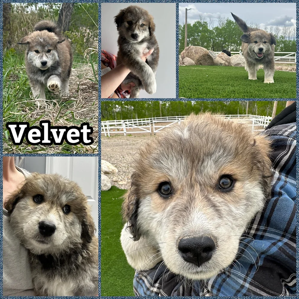 General 1 — CC RezQ's Regina