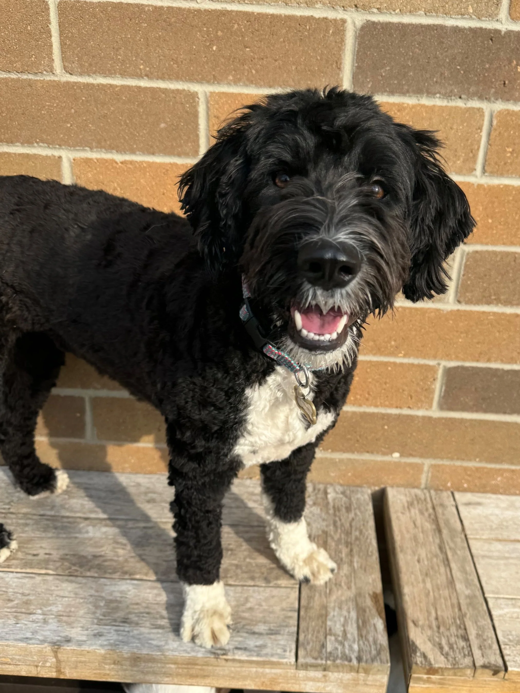 Play and Stay with Us — Pup Town