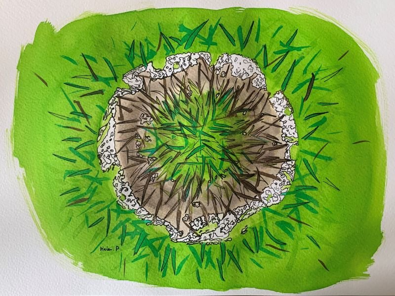 Microdochium Patch — hgpennington art