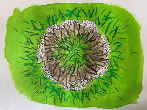 Microdochium Patch — hgpennington art