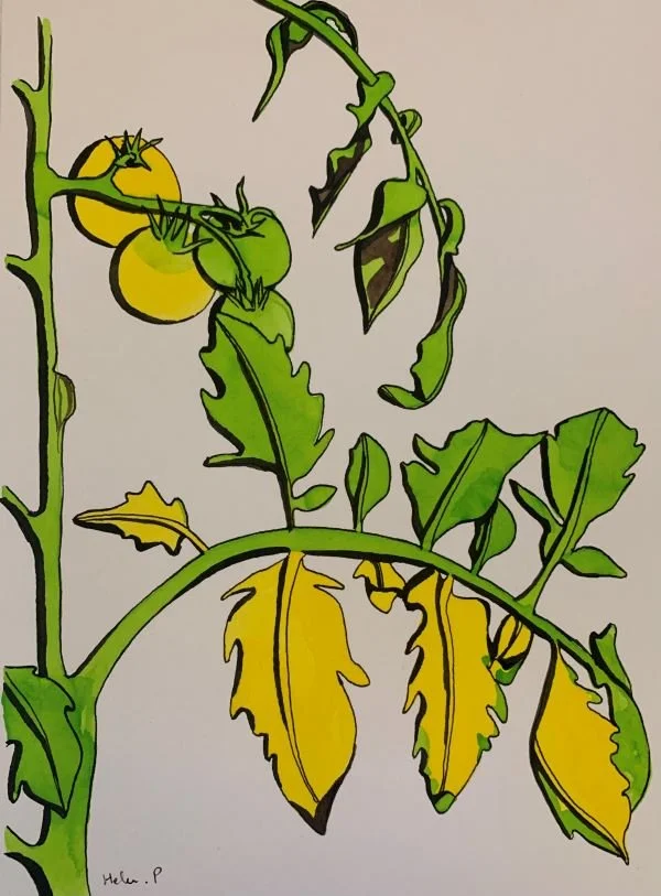 Fusarium Wilt of Tomato — hgpennington art