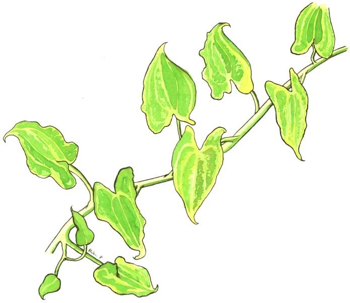 Plants+Pathogens 2022 — hgpennington art