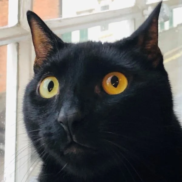 Cat Nelson as Horatio Nelson — hgpennington art