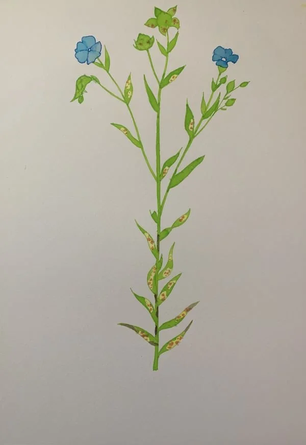 Linseed Rust — hgpennington art