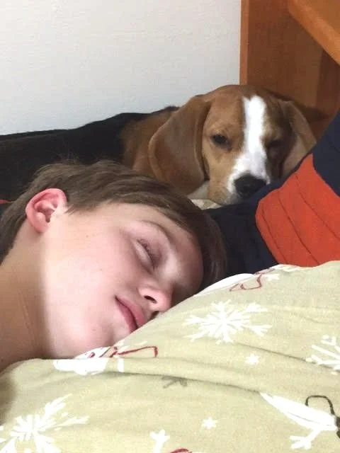 Lane Rae Beagles - Gallery — Lane Rae Beagles