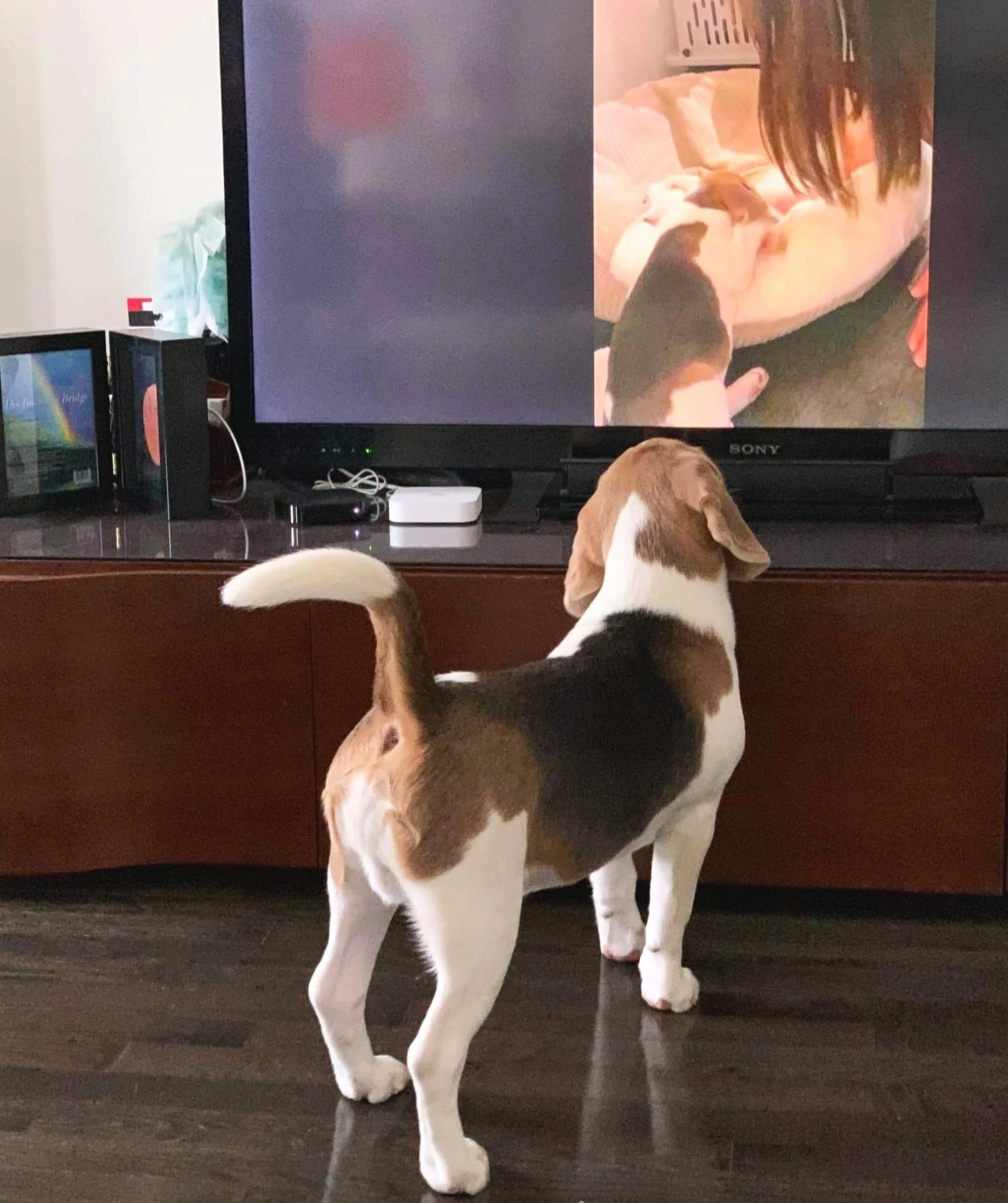 Lane Rae Beagles - Gallery — Lane Rae Beagles