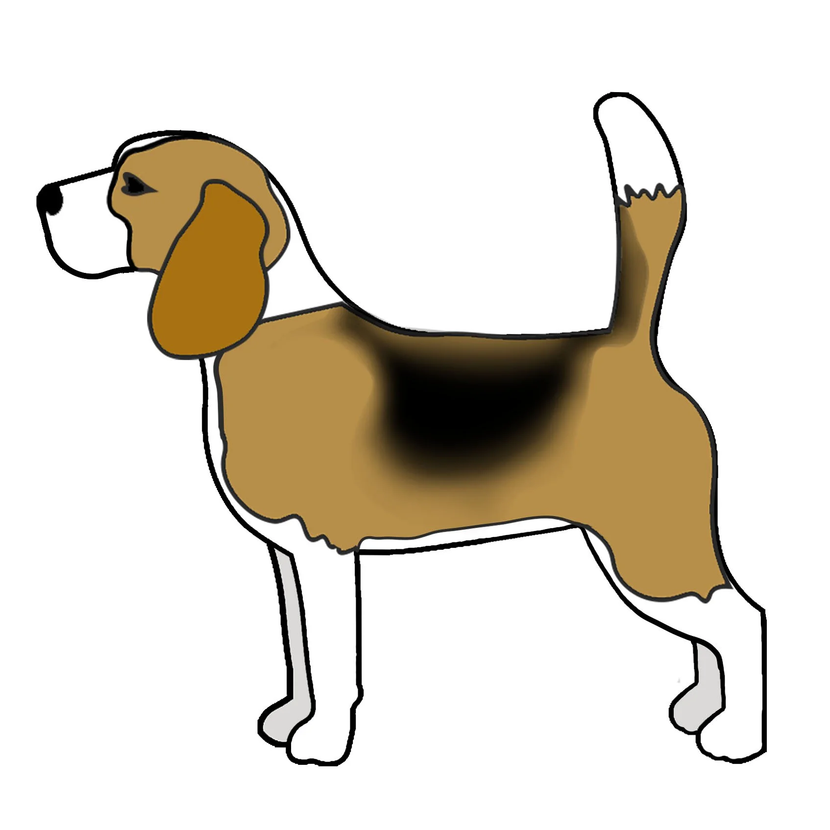 Lane Rae Beagles - Beagle Colors — Lane Rae Beagles