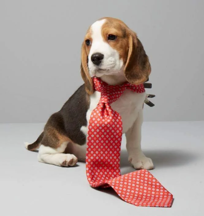 Lane Rae Beagles - Gallery — Lane Rae Beagles