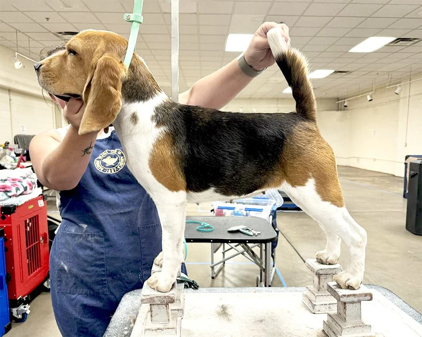 Lane Rae Beagles - Our Females — Lane Rae Beagles