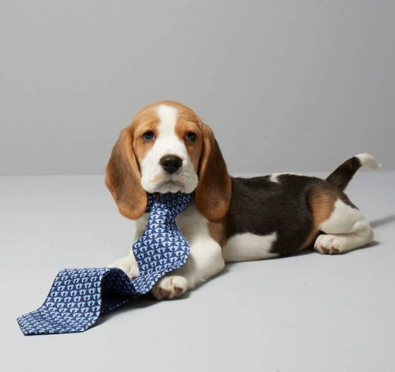Lane Rae Beagles - Photo Gallery — Lane Rae Beagles