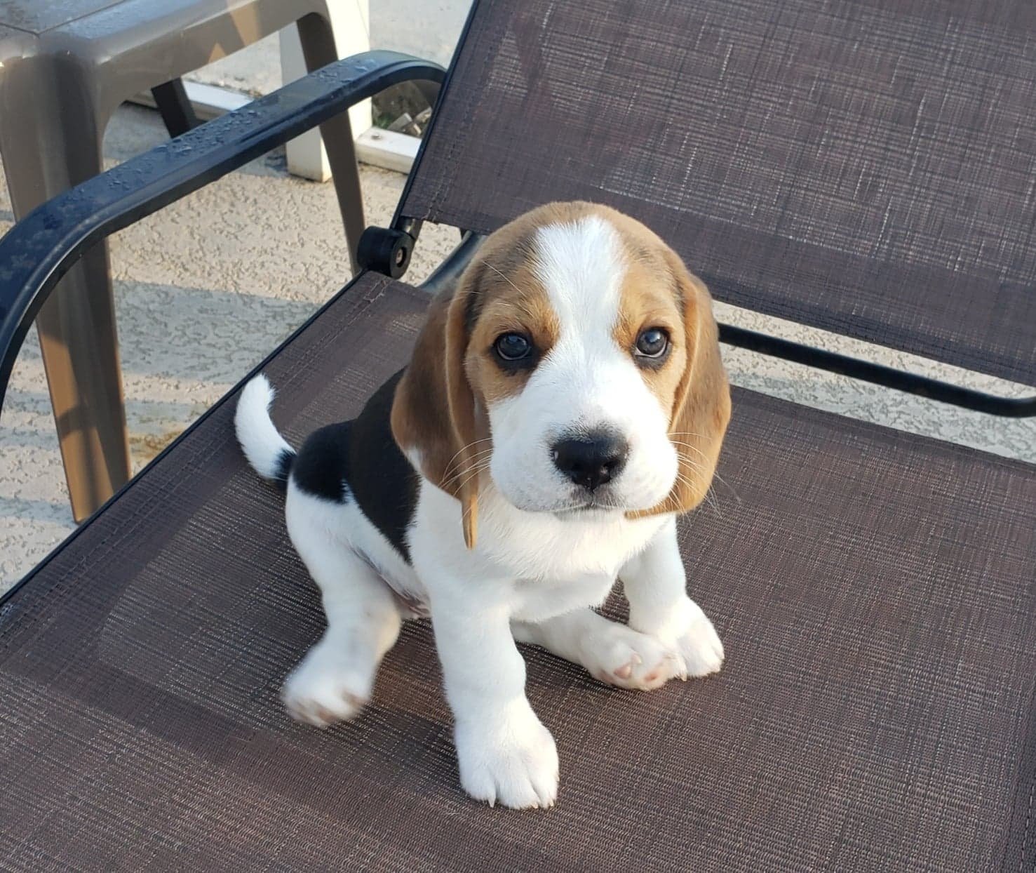 Lane Rae Beagles - Gallery — Lane Rae Beagles
