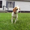 Lane Rae Beagles - Gallery — Lane Rae Beagles
