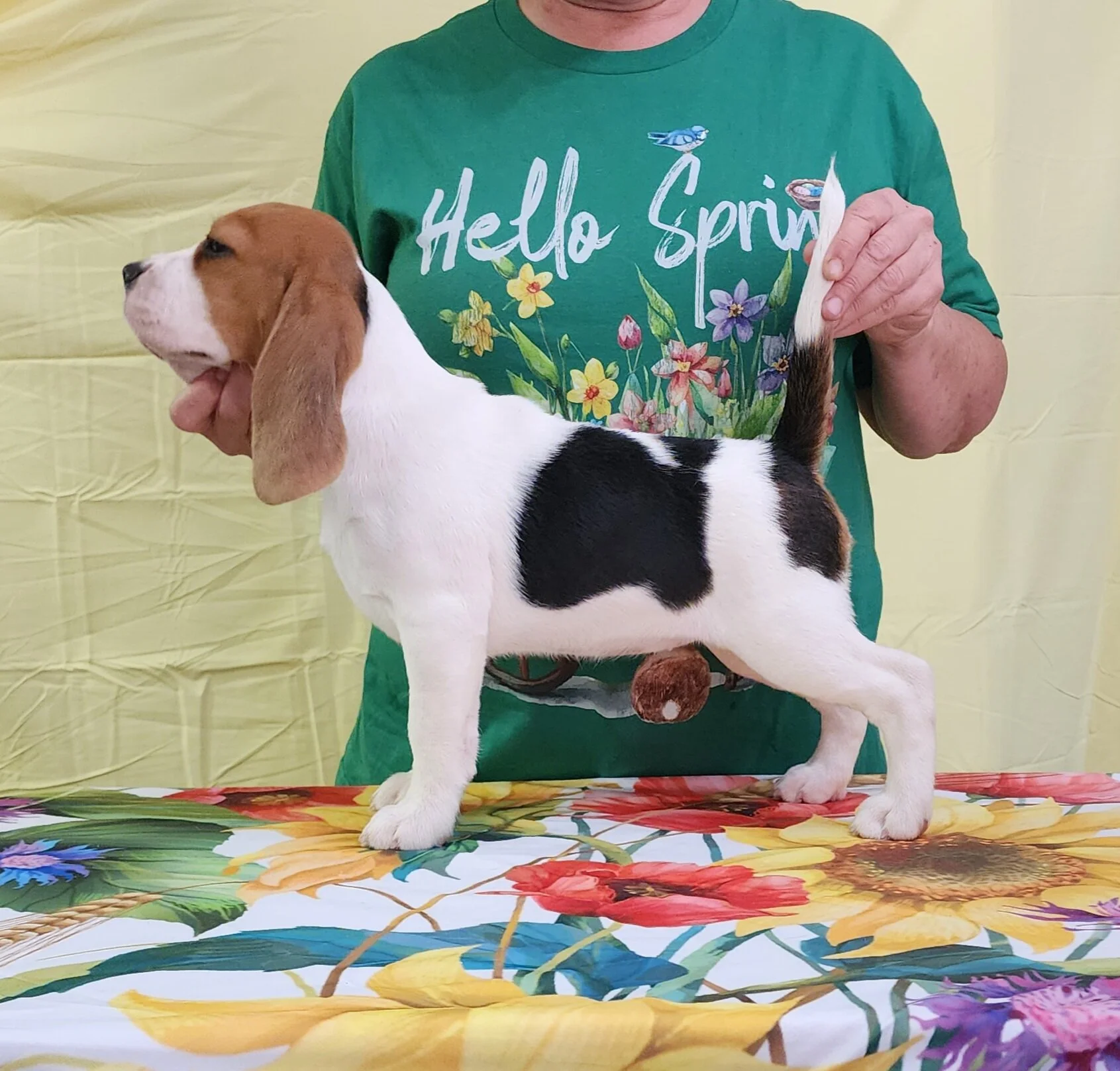 Our Females — Lane Rae Beagles