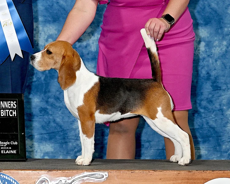 Lane Rae Beagles - Our Beagle Parents — Lane Rae Beagles