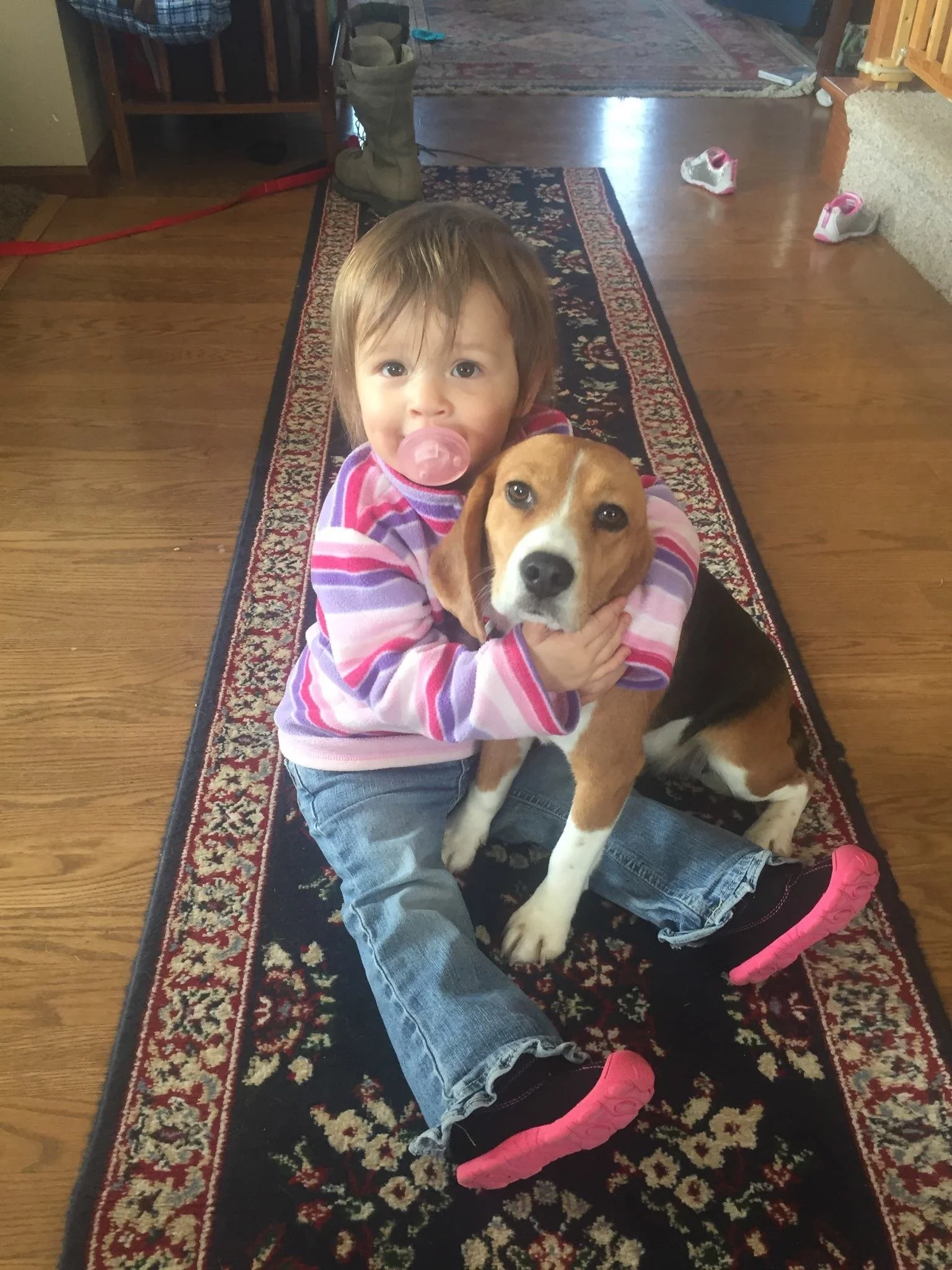Lane Rae Beagles - Gallery — Lane Rae Beagles