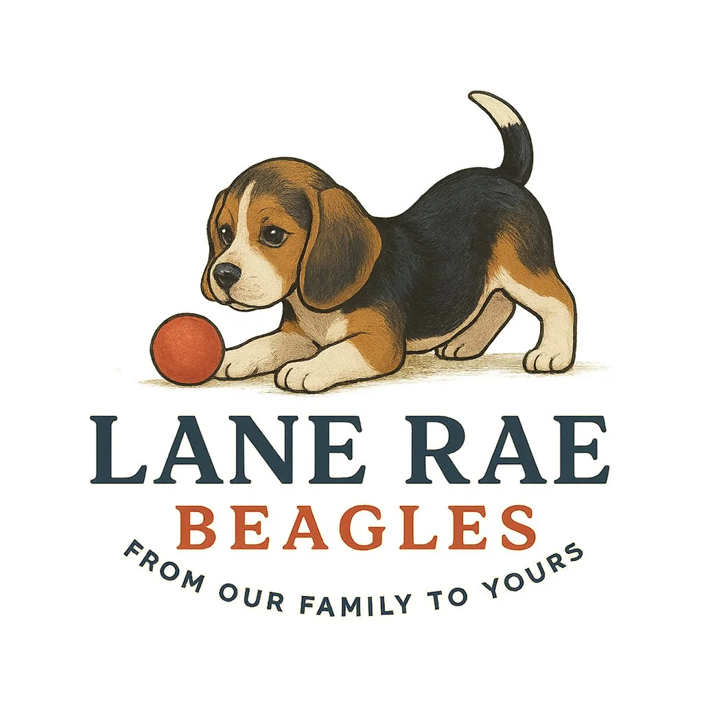 Lane Rae Beagles - Beagle Sizes — Lane Rae Beagles