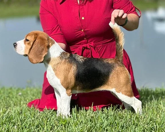Our Females — Lane Rae Beagles