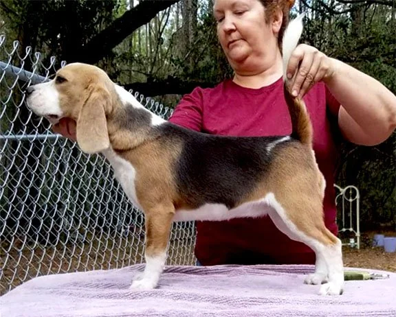 Lane Rae Beagles - Our Females — Lane Rae Beagles