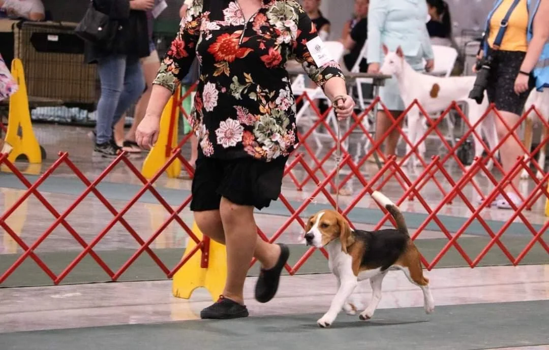 Lane Rae Beagles - Available Adult Beagles — Lane Rae Beagles