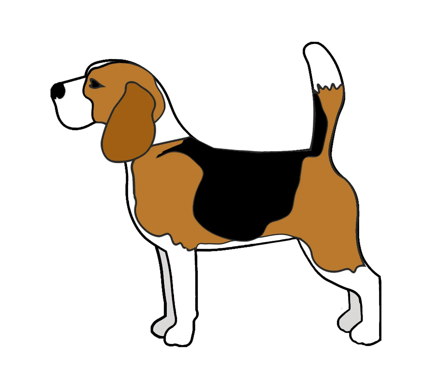 Lane Rae Beagles - Beagle Colors — Lane Rae Beagles