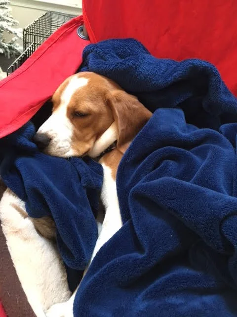 Lane Rae Beagles - Gallery — Lane Rae Beagles