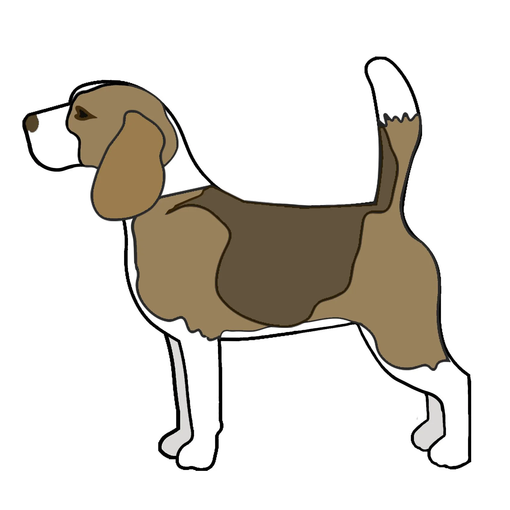 Lane Rae Beagles - Beagle Colors — Lane Rae Beagles