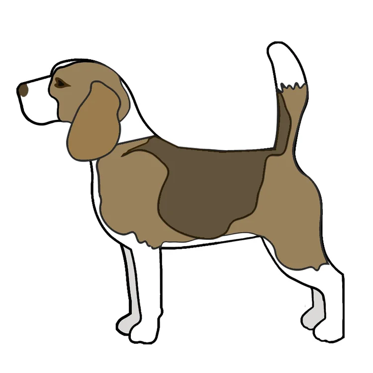 Lane Rae Beagles - Beagle Colors — Lane Rae Beagles
