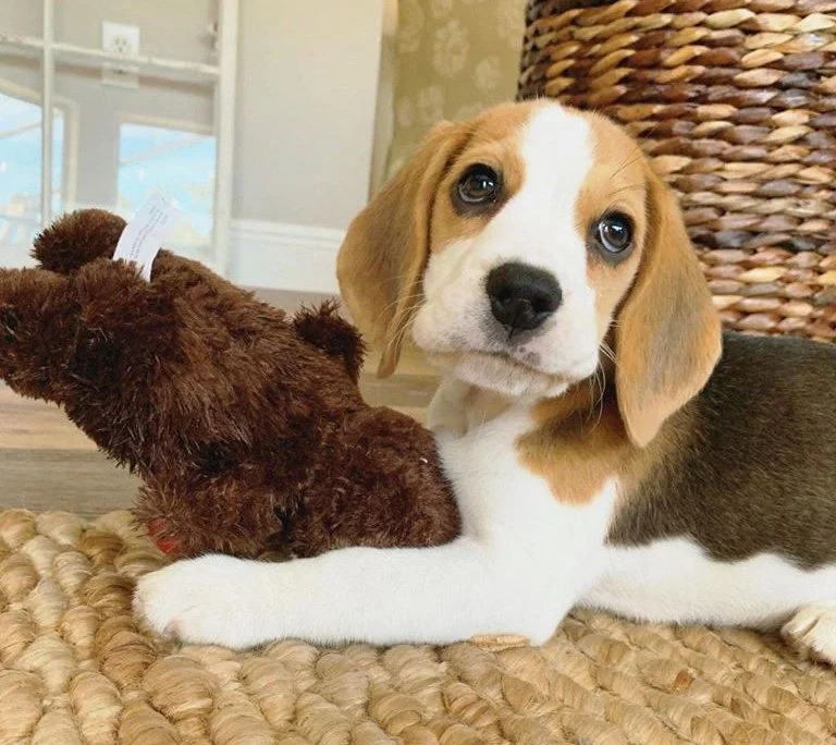 Lane Rae Beagles - Photo Gallery — Lane Rae Beagles
